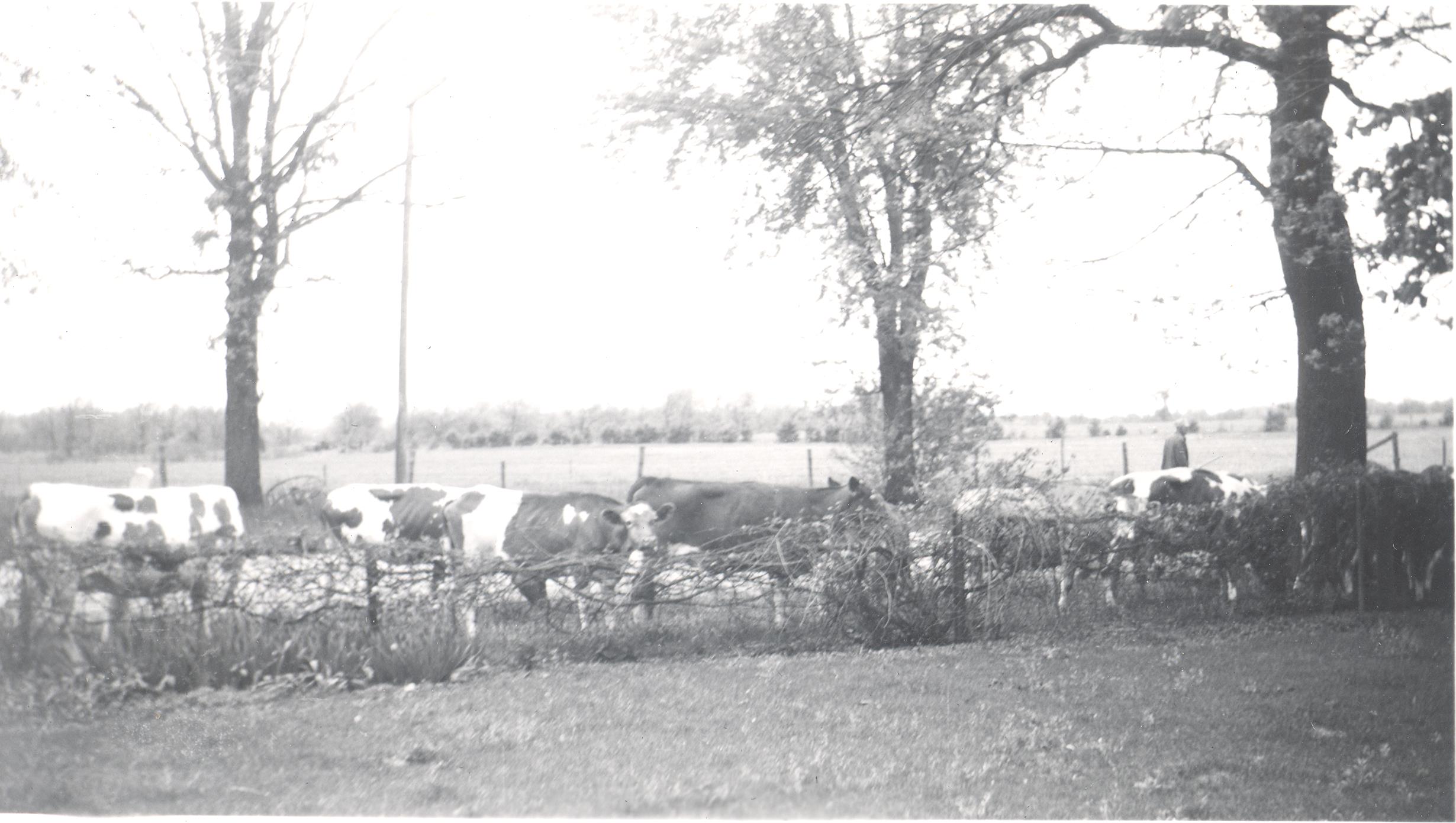 History of Lewiston Farmstead | Lewiston Farmstead